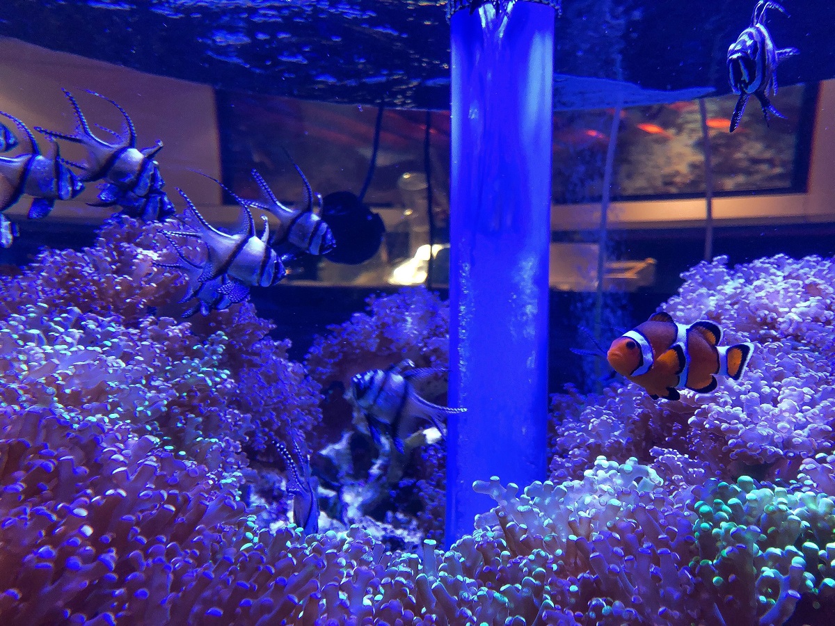 The Seas Main Tank and Exhibits | EPCOT